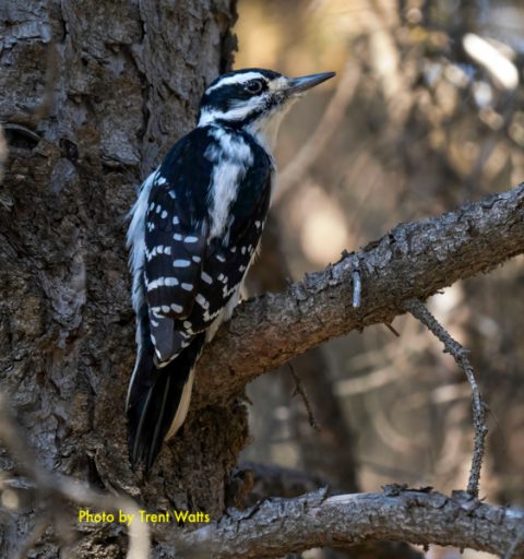 Home - Saskatoon Nature Society