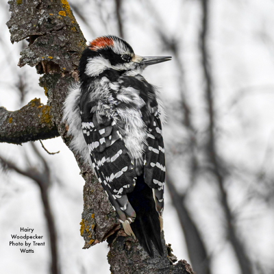Home - Saskatoon Nature Society