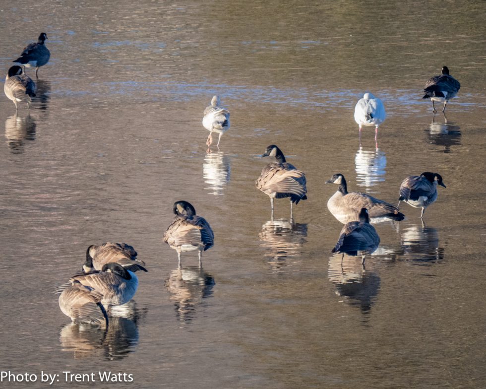 Home - Saskatoon Nature Society